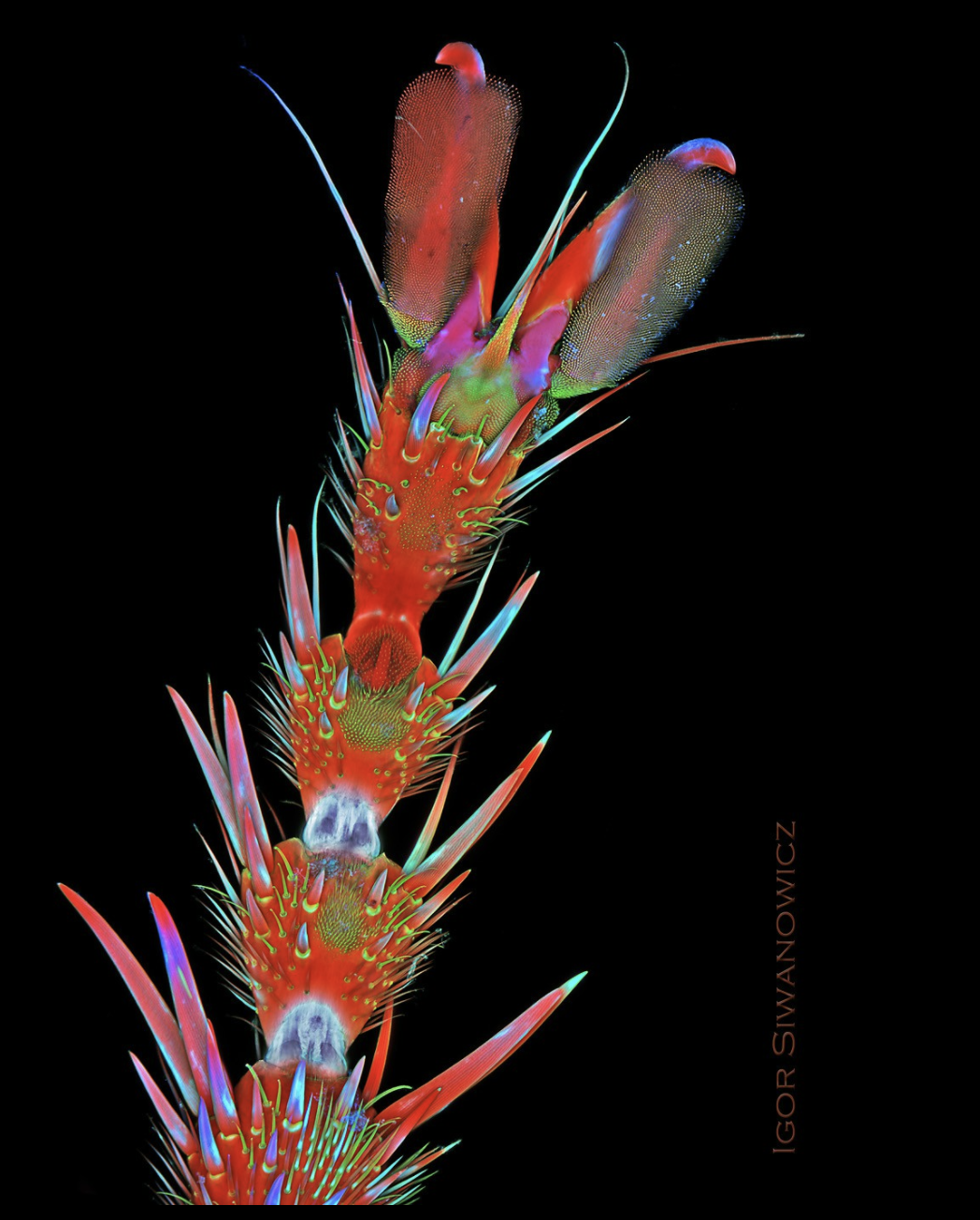 Microscopic Photography by Igor Siwanowicz - SUESpeaks